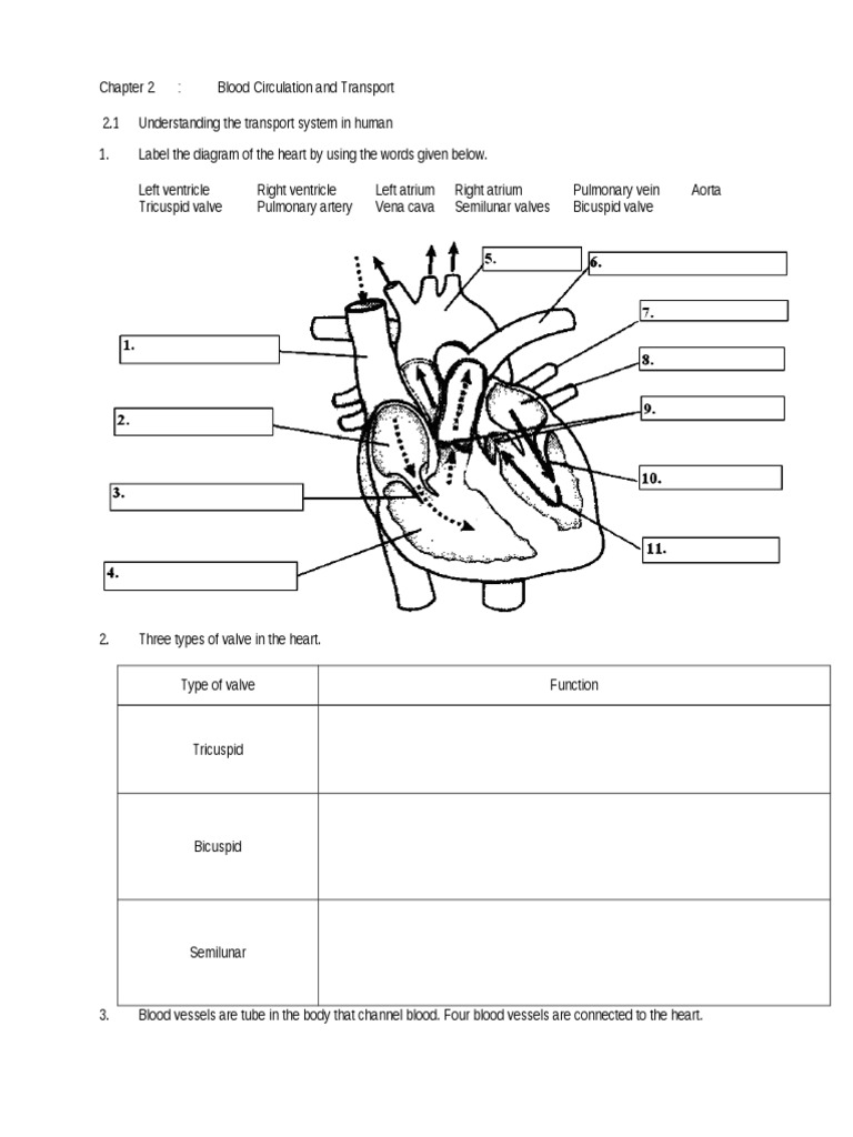 Blood Circulation and Transport Module | PDF | Heart Valve ...