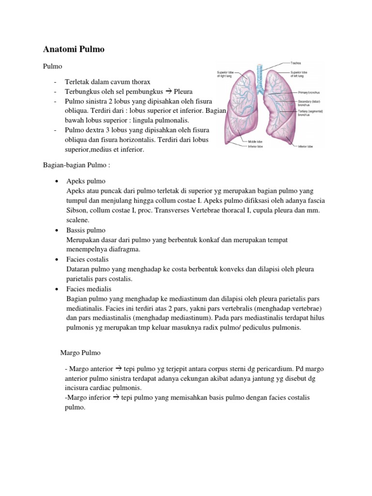 Anatomi Pulmo | PDF