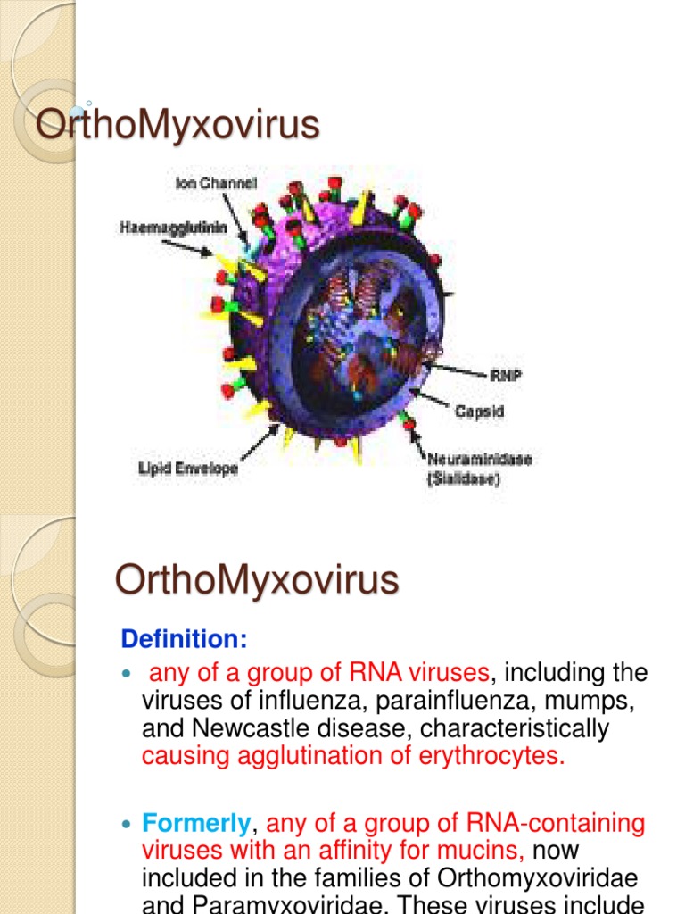 Orthomyxoviruses | Influenza | Influenza A Virus