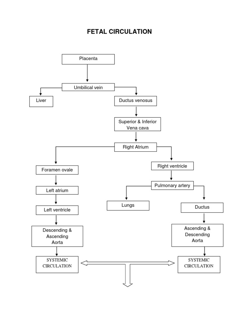 Fetal Circulation | PDF | Fetus | Circulatory System