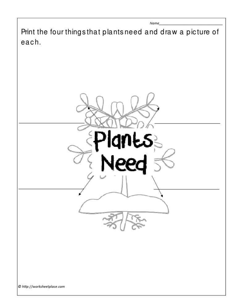 4 Things Plants Need | PDF