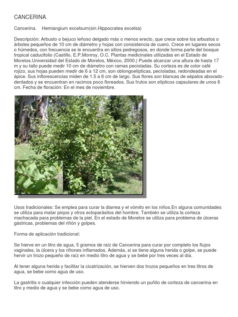 CANCERINA | PDF | Botánica | Agua