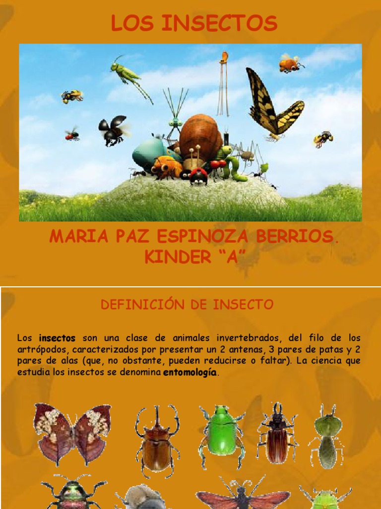 Presentacion Insectos | PDF | Insectos | Mosca