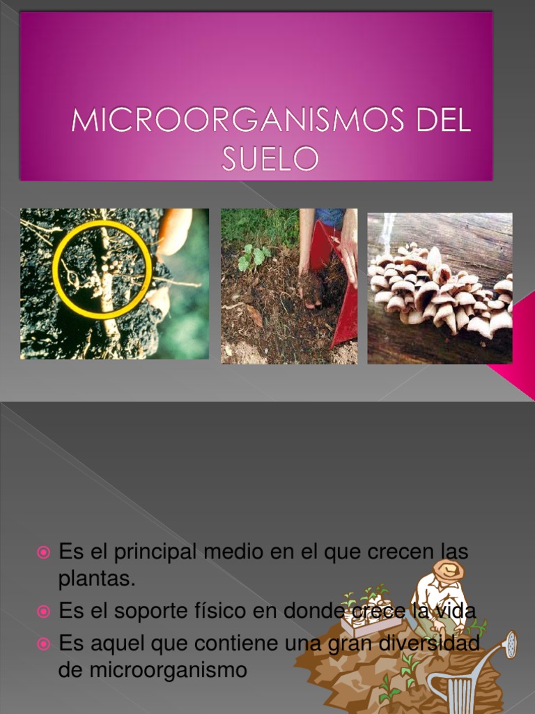 Importancia de los Microorganismos en el Suelo | PDF | Microorganismo | Suelo