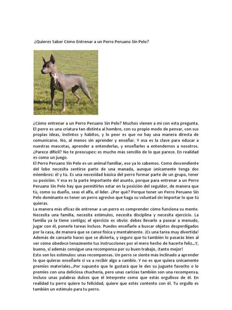 Entrenar A Un Perro Peruano Sin Pelo Pdf Ejercicio Físico Perros