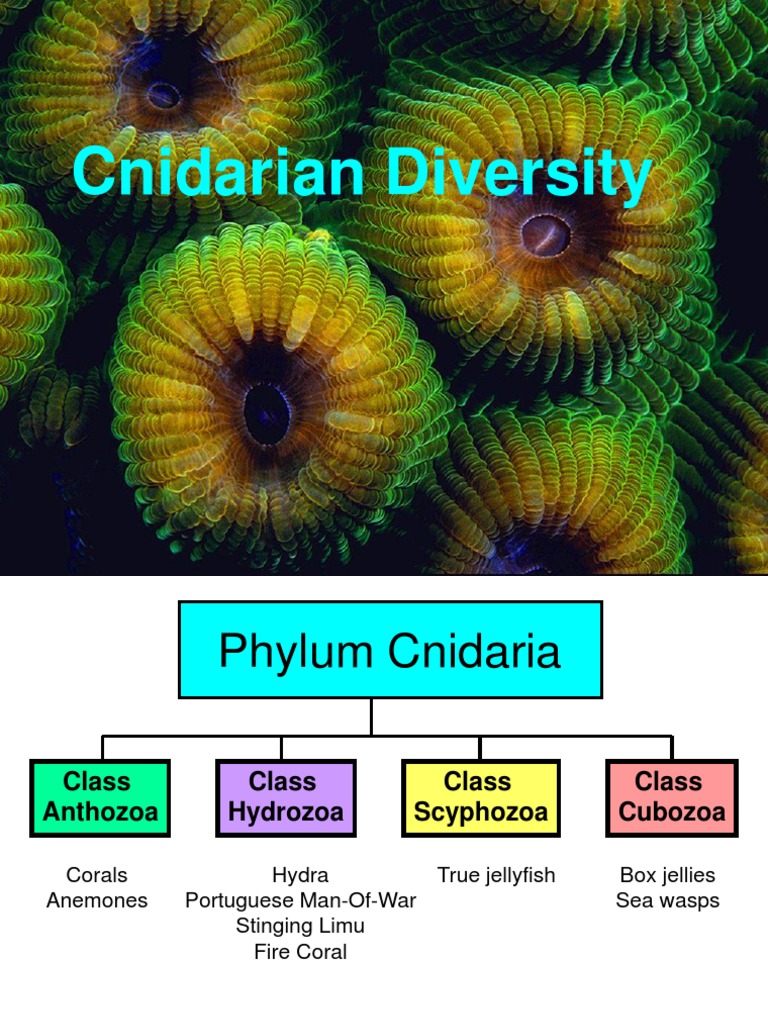 Cnidarian Diversity Overview | PDF | Coral | Animal Taxonomy