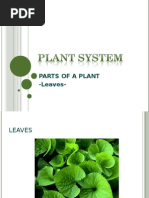 Adaptations of The Leaf For Photosynthesis and Gaseous Exchange | PDF ...