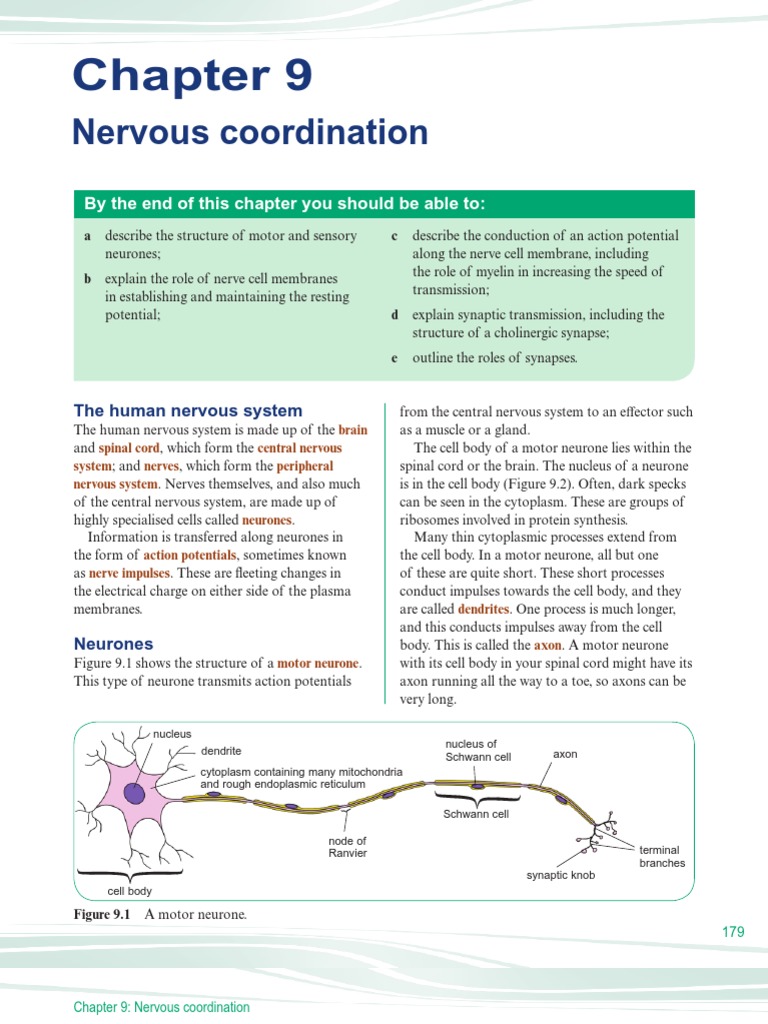 Nervous System | PDF | Action Potential | Chemical Synapse