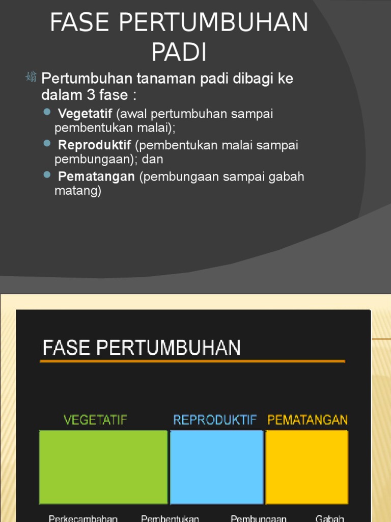 Fase Pertumbuhan Padi | PDF