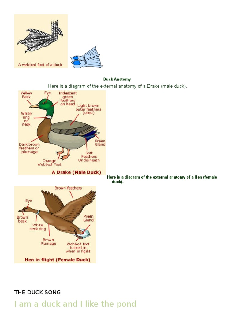 Duck Anatomy | PDF | Duck | Birds