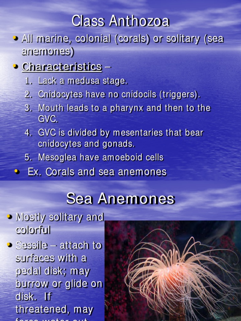 Anthozoa | Download Free PDF | Coral | Organisms