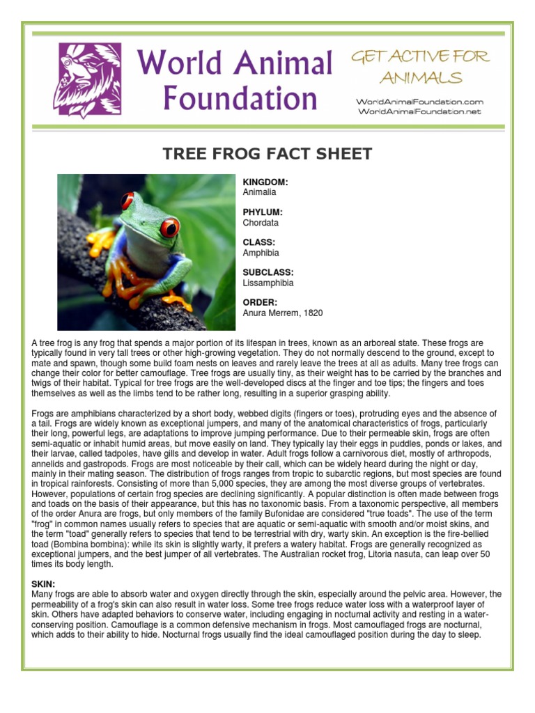 Tree Frog | PDF | Frog | Amphibian