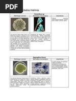 Atlas de Micologia Corregido | PDF | Hongo | Aspergilo