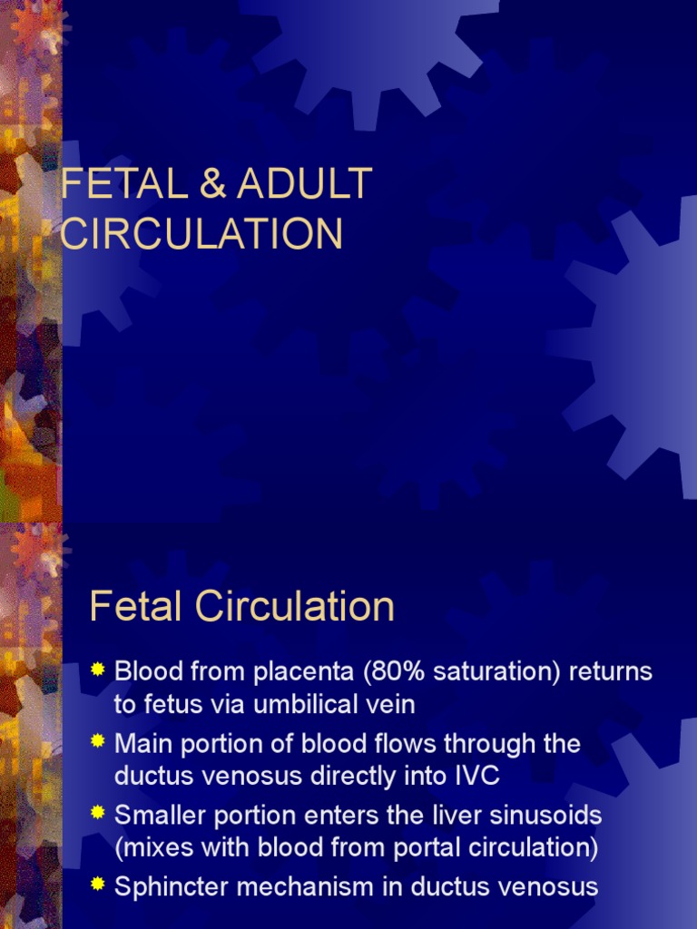 Fetal & Adult Circulation | PDF | Circulatory System | Fetus