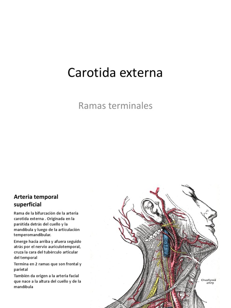 Carotida Externa | PDF | Anatomía humana | Cabeza y cuello humanos