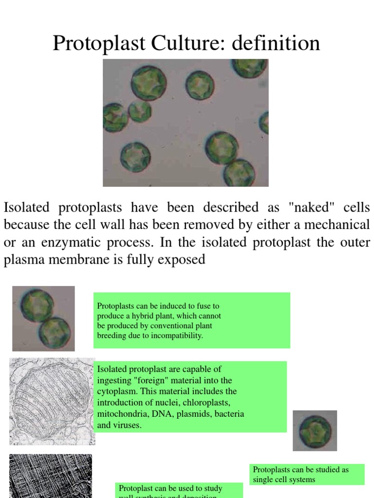 Protoplast Culture: Definition | PDF | Hybrid (Biology) | Cell (Biology)