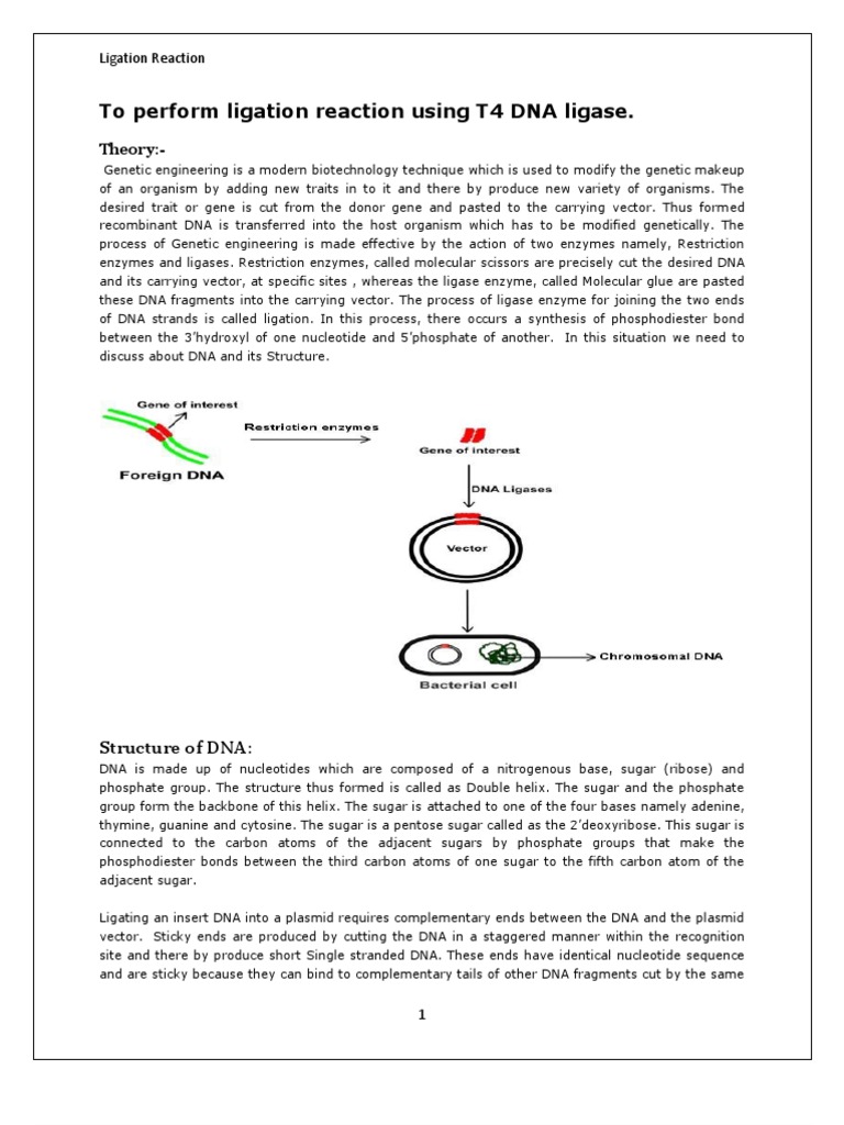 Ligation | PDF | Dna Ligase | Restriction Enzyme