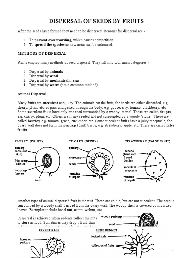 Dispersal of Seeds by Fruits | Seed | Seedling