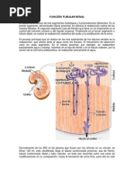 Funciones y Mecanismos de Túbulos Renales | PDF | Riñón