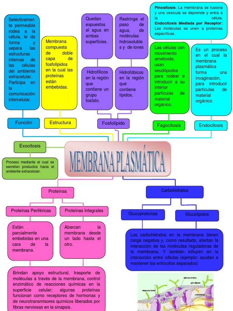 Mapa Conceptual Del Tema Membrana Plasmática. | PDF
