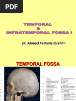 Anatomy Practical OSPE | PDF | Cerebrum | Human Leg