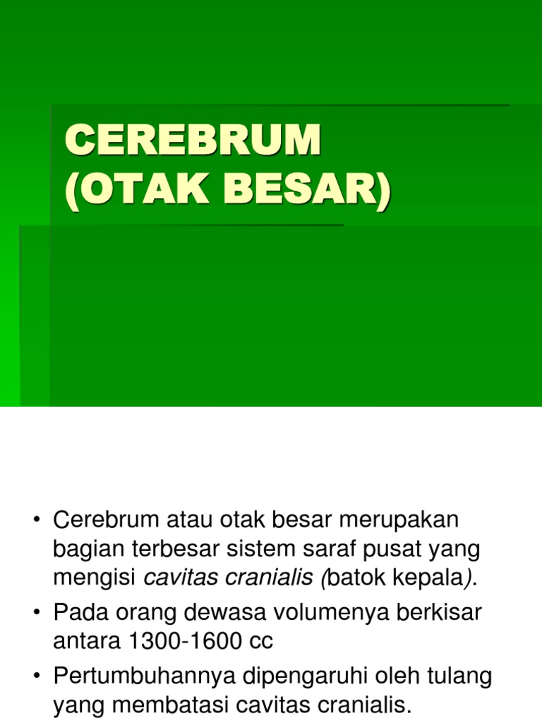 Cerebrum | PDF | Sains & Matematika