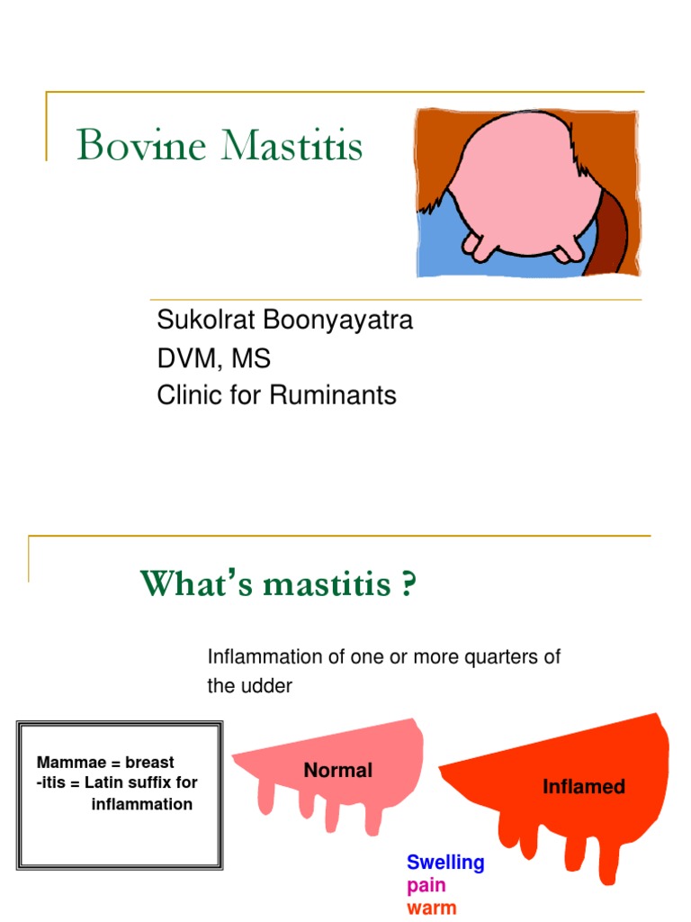Bovine Mastitis: Sukolrat Boonyayatra DVM, Ms Clinic For Ruminants ...