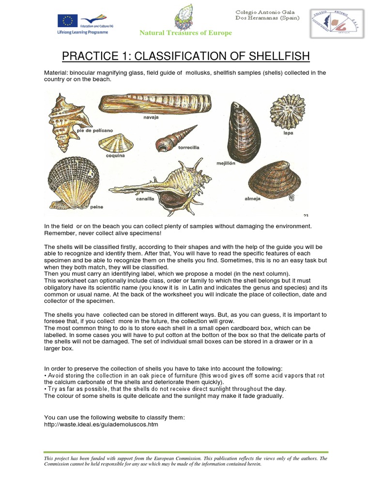 Practice 2 Classification of Shellfish | PDF