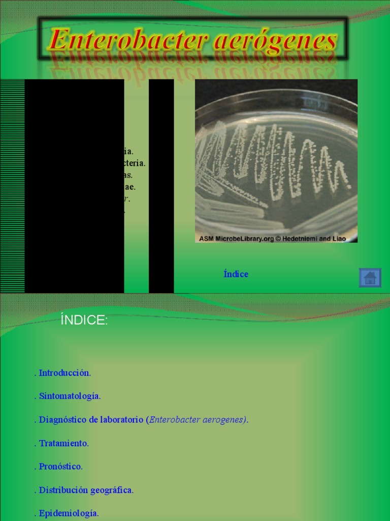 Enterobacter aerogenes