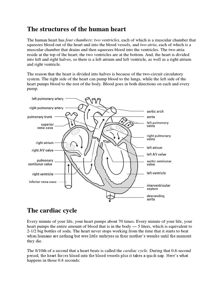 Human Heart | PDF | Atrium (Heart) | Heart