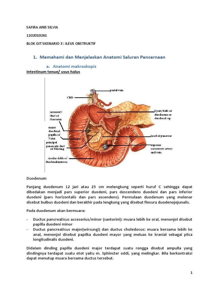 PBL GIT 3 Ileus Obstruktif | PDF