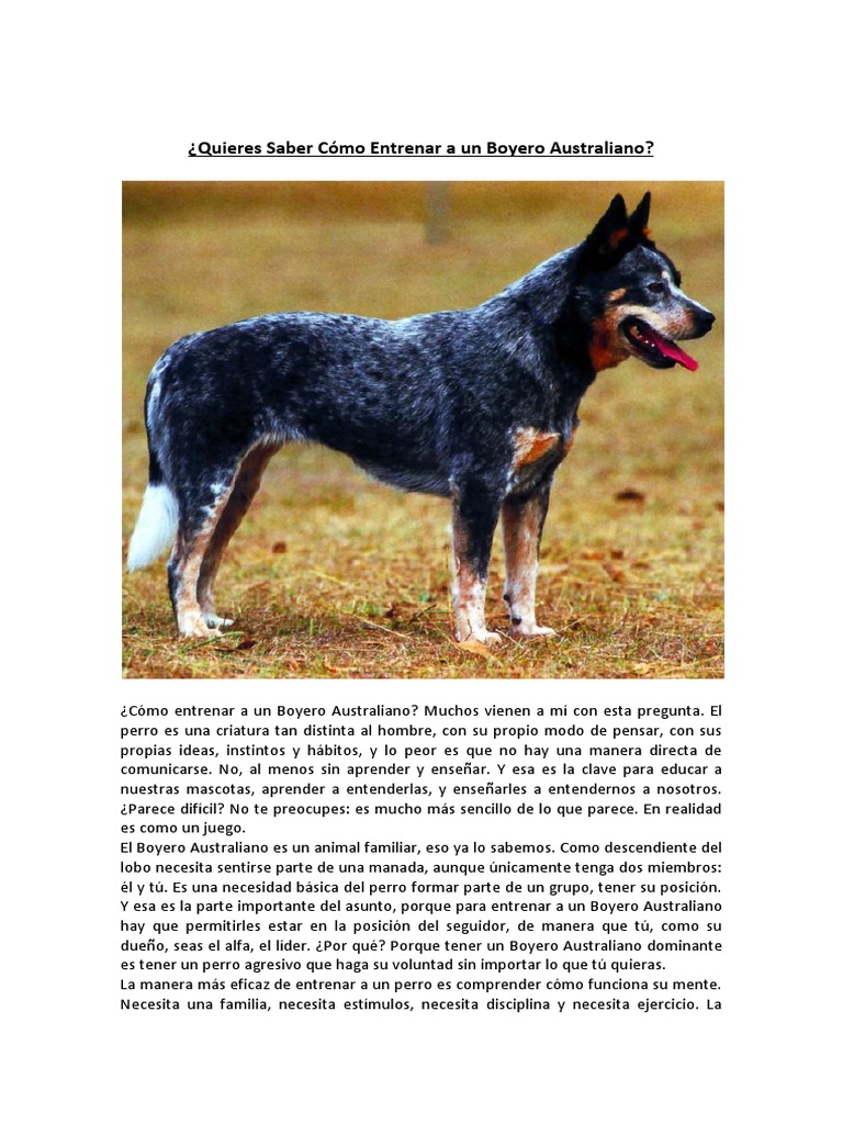 Entrenar A Un Boyero Australiano | PDF | Ejercicio físico | Perros