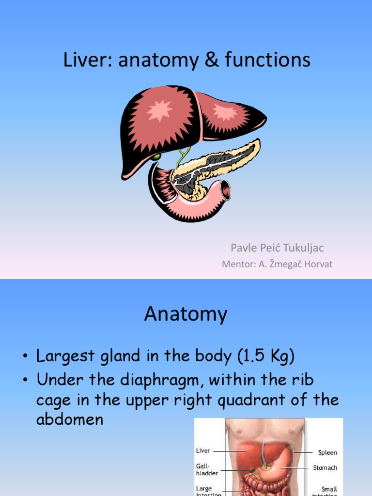 Liver Anatomy & Functions | PDF | Liver | Bile
