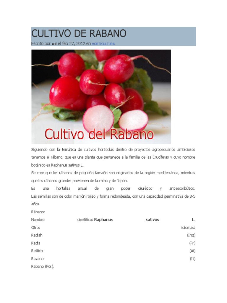 Cultivo de Rabano | PDF | Siembra | Horticultura y jardinería