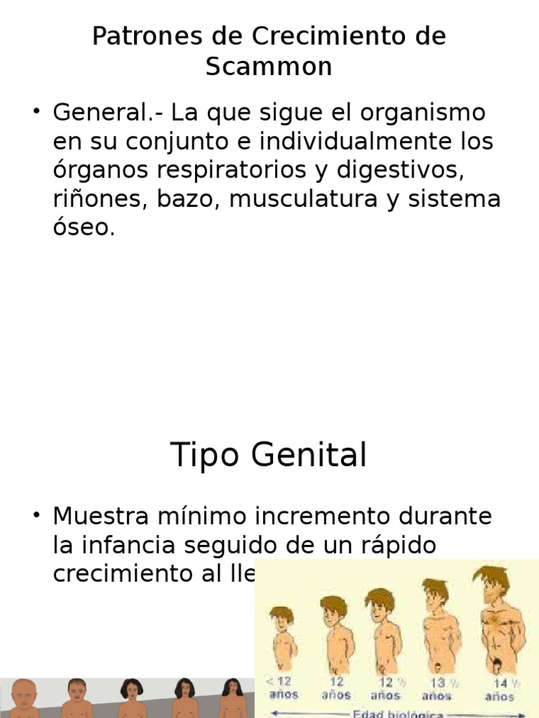 Curvas de Scammon | PDF