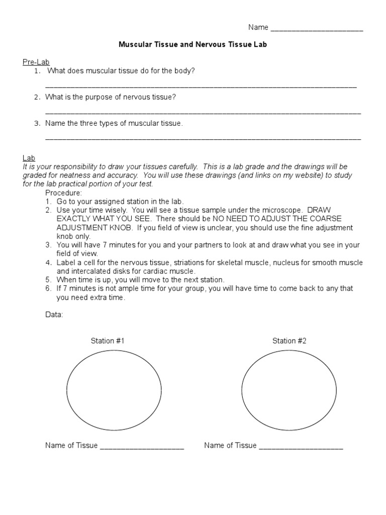 Muscular and Nervous Tissue Lab | PDF | Tissue (Biology) | Muscle