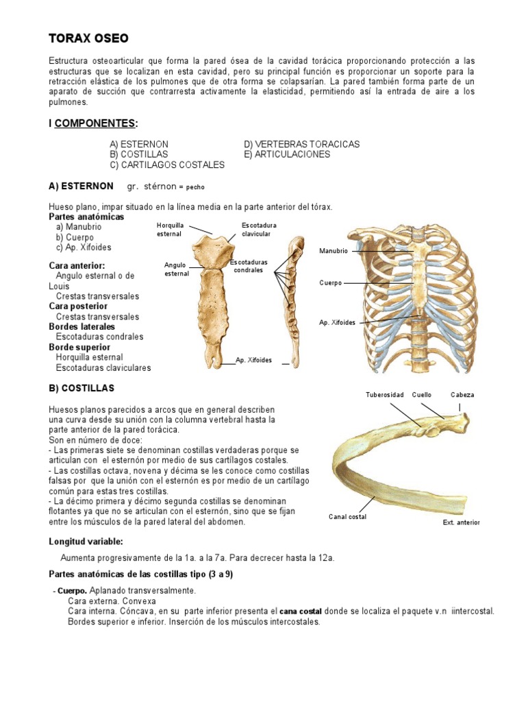 Torax Oseo | PDF | Tórax | Sistema esquelético