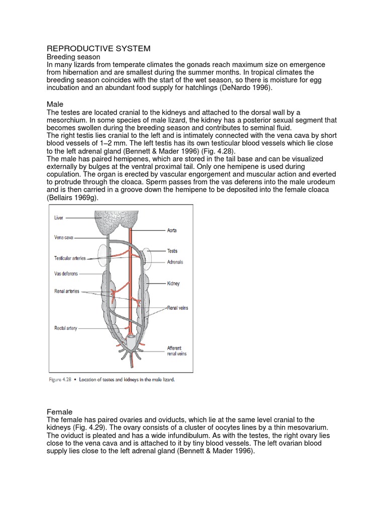 Reptil Repro | PDF | Sexuality | Sexual Reproduction