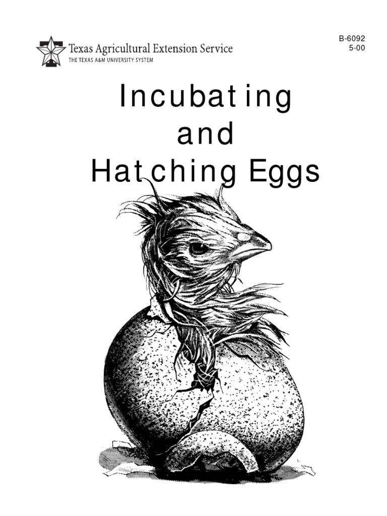 Lee Cartwright Incubating and Hatching Eggs | PDF | Chicken | Egg