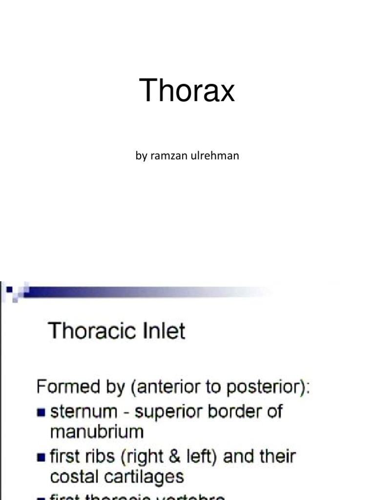 Thorax Anatomy | PDF
