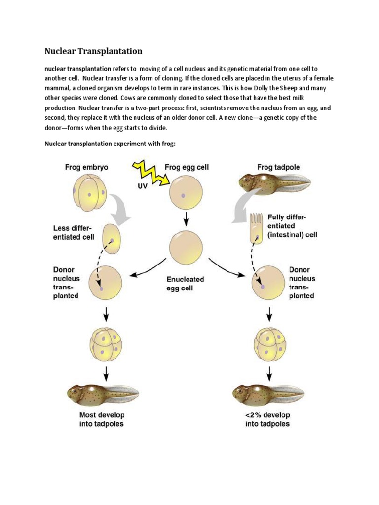 Somatic Cell Nuclear Transfer Frog