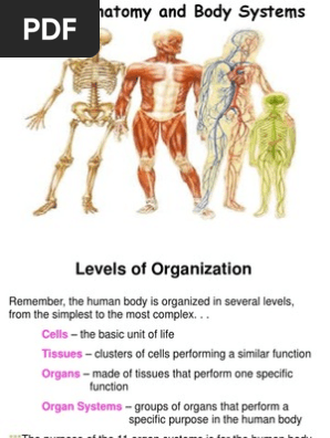 Human Body Systems And Their Functions Pdf