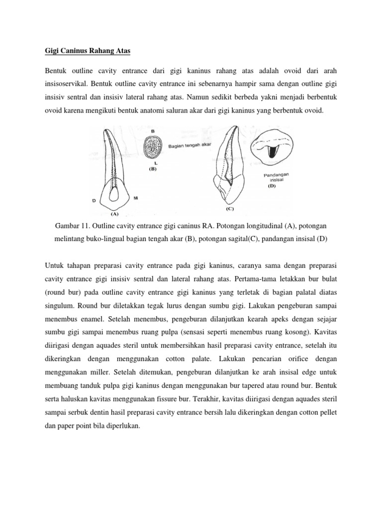 Outline Cavity Entrance Gigi Caninus | PDF