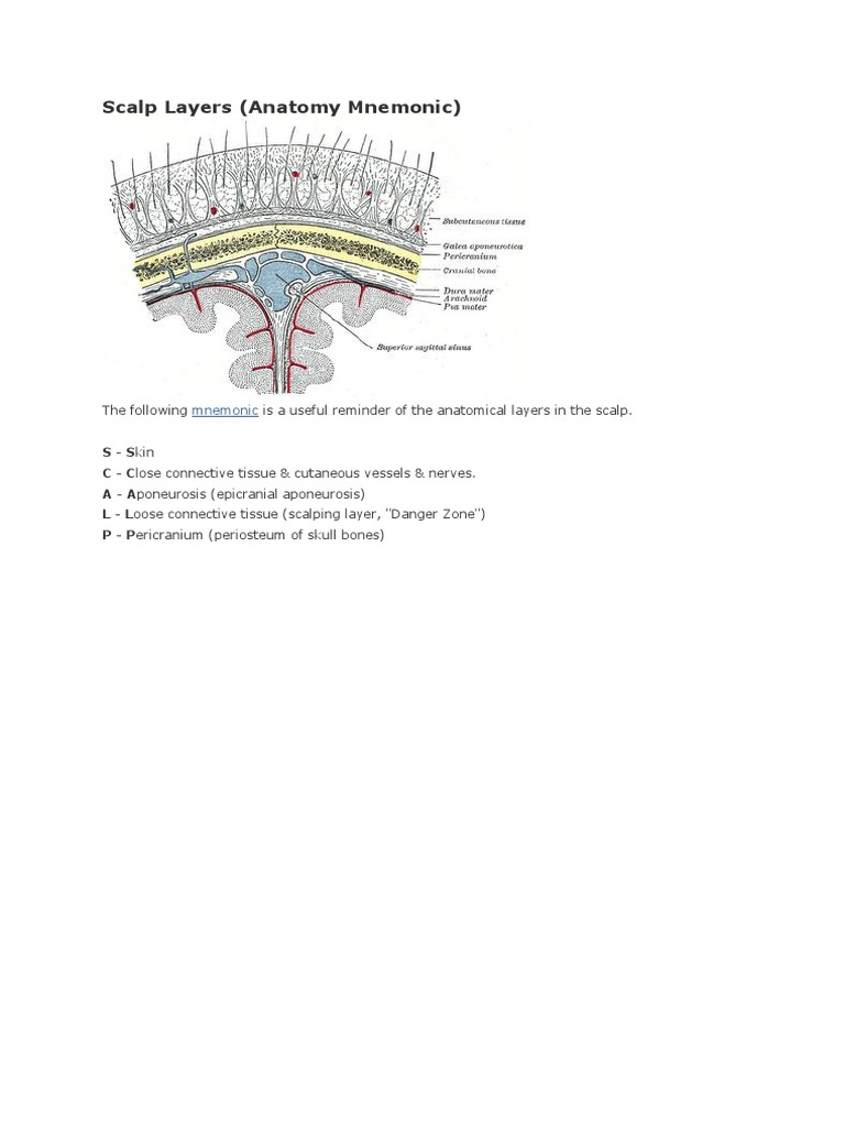 Scalp Layers (Anatomy Mnemonic) : The Following Is A Useful Reminder of ...