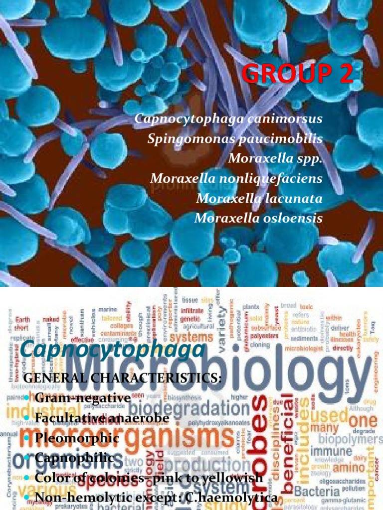 Moraxella Species and Their Pathogenicity | PDF | Microbiology | Bacteria