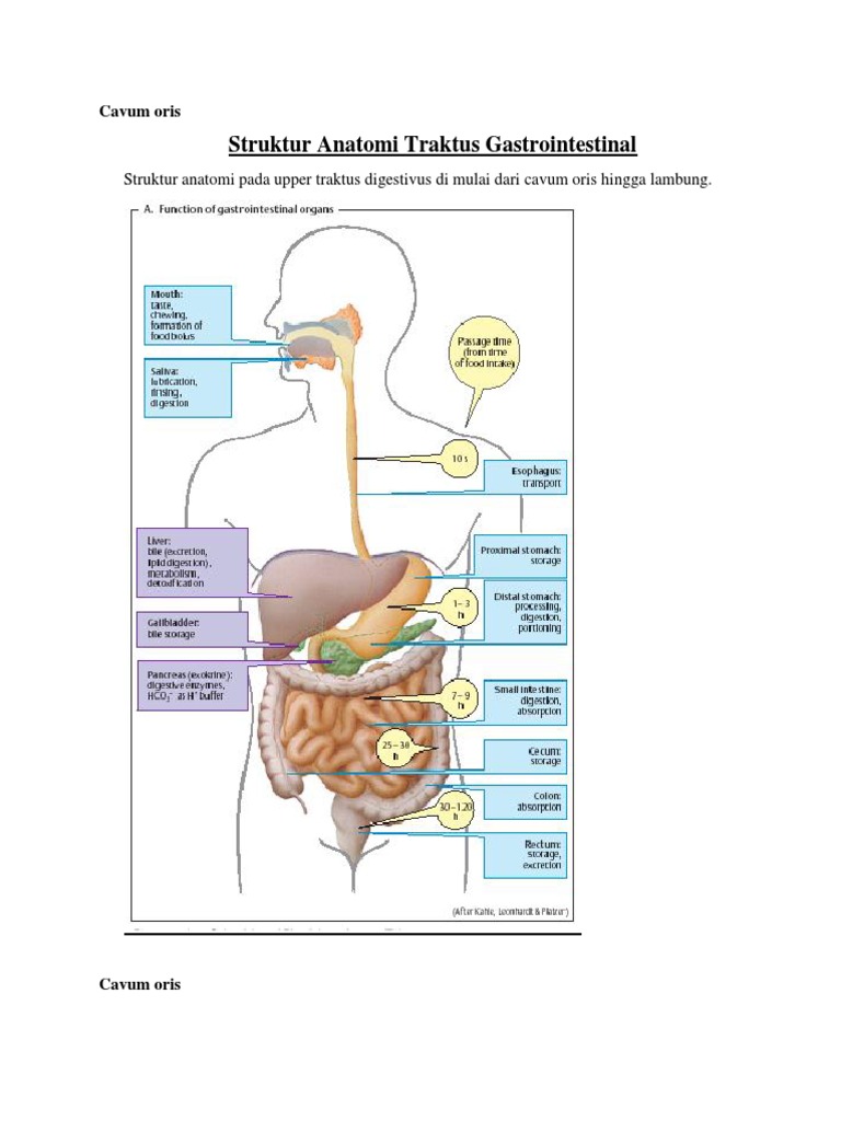 Anatomi Histologi Cavum Oris | PDF