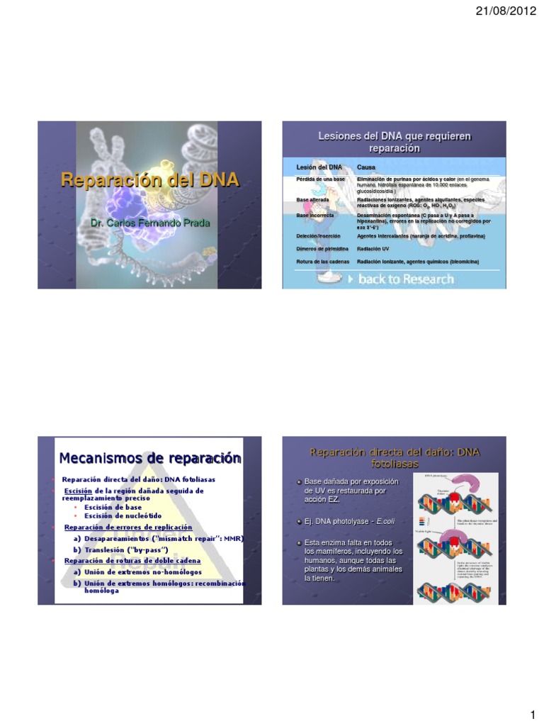 Reparacion Del DNA | PDF | Reparación de adn | Adn