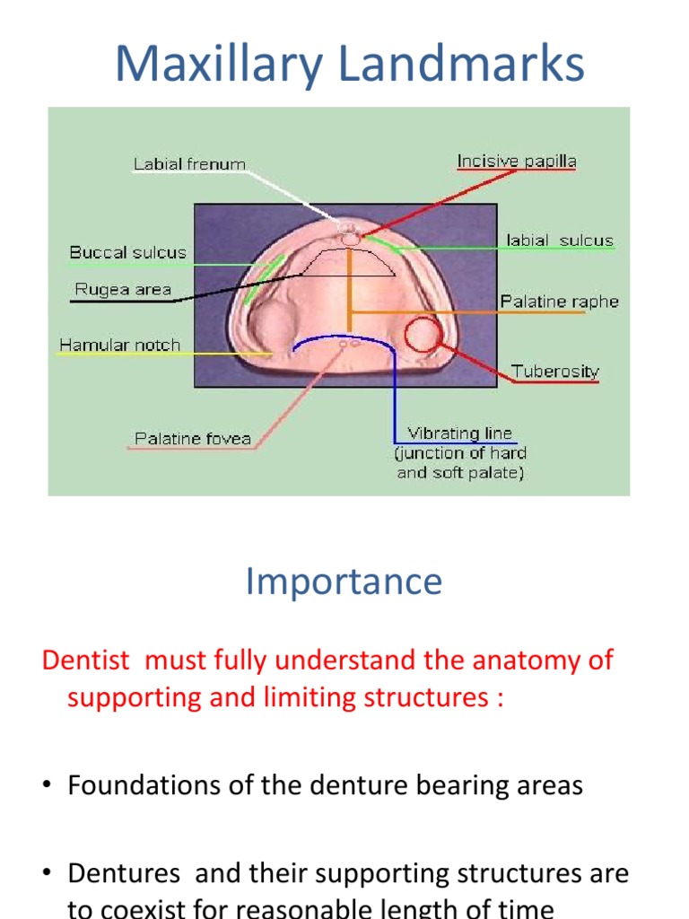 Maxillary Tuberosity Anatomy