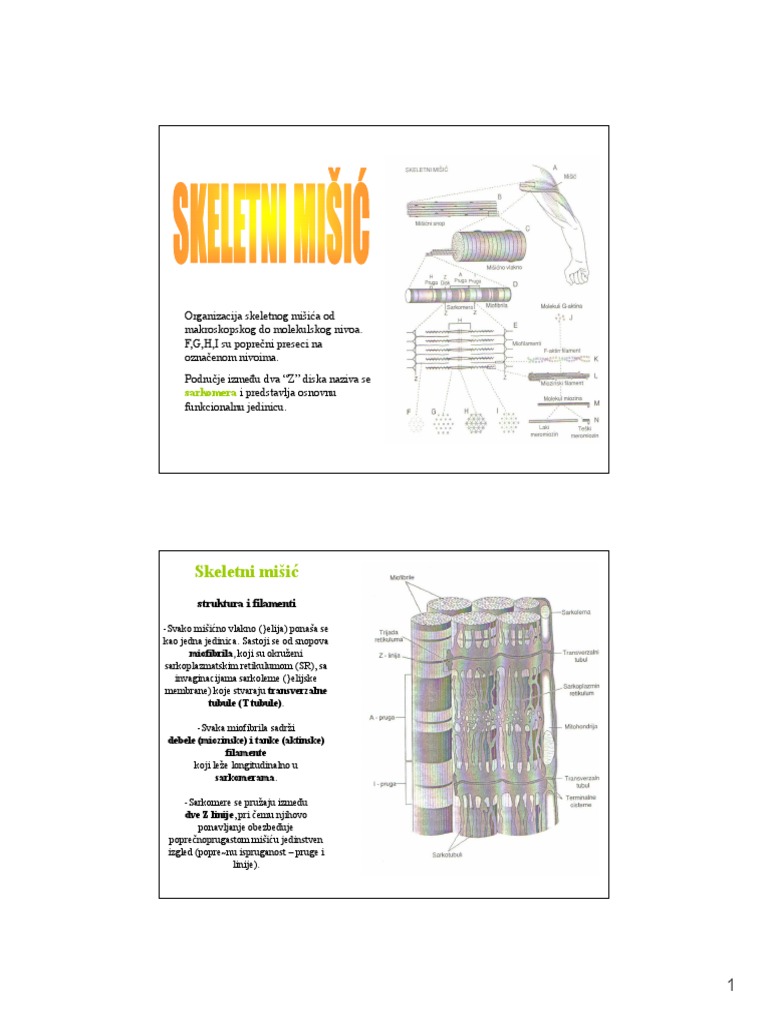 Fiziologija Misica SR | PDF