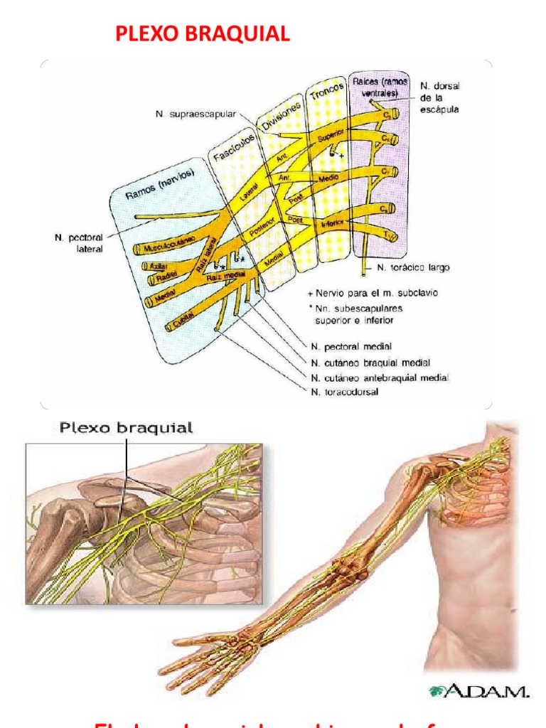 Plexo Braquial | PDF